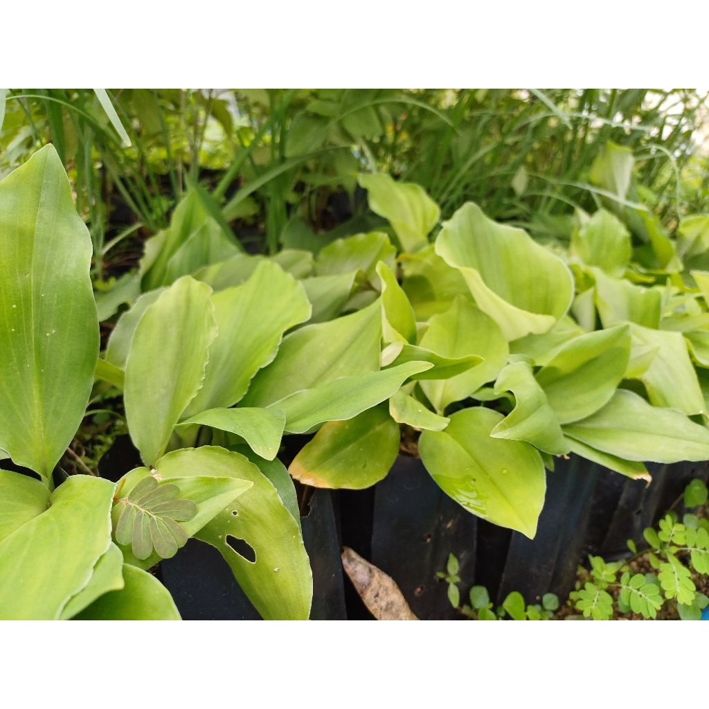 Anak Pokok@Rizom Kencur/Cekur Dalam Polybag Untuk Anak Benih Dan ...