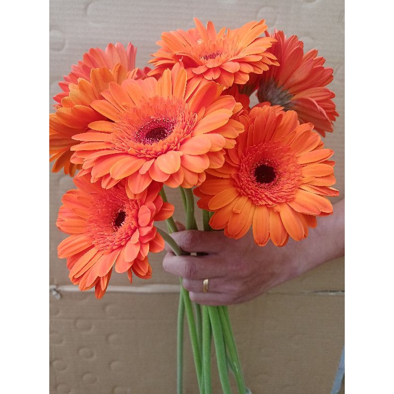 Fresh Gerbera/Daisy direct from farm of Cameron Highlands 非洲菊 Orange (10 stems/bundle) | Shopee ...