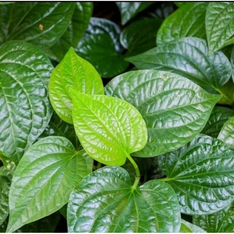 [seed] Biji benih premium Daun Kadok Gadok XL king Miang Kham (per pc ...