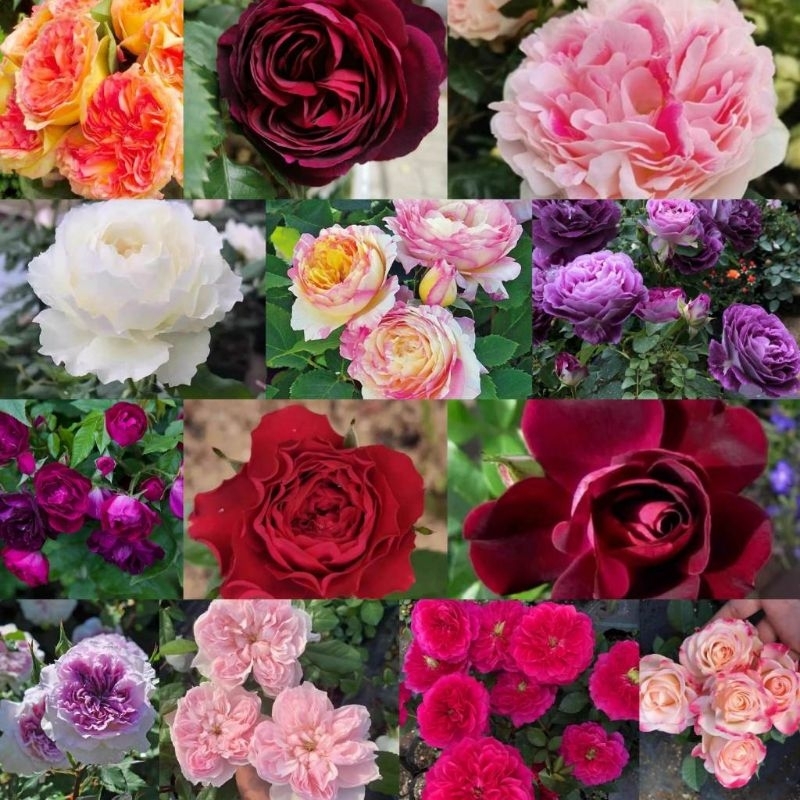 【Random Color 60 Varieties】L Size Outdoor Live Plant Rose Flower 玫瑰 40 ...