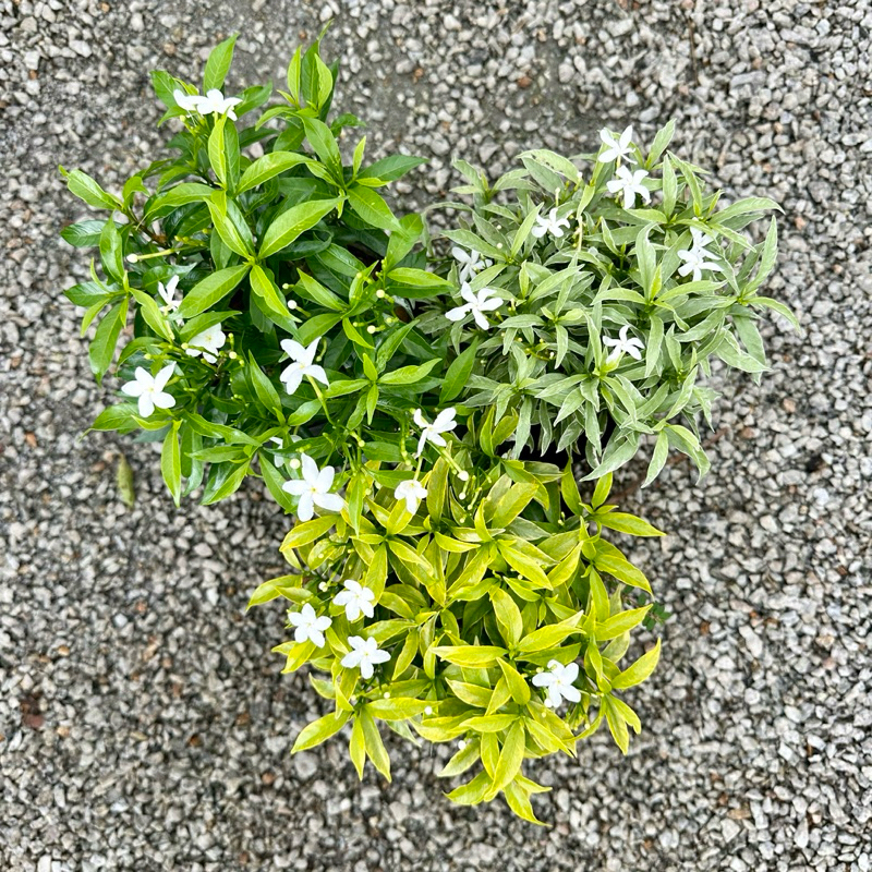 🔥OUTDOOR🔥 POKOK JASMINE / Jeliti / Variegated / Green / Yellow ...