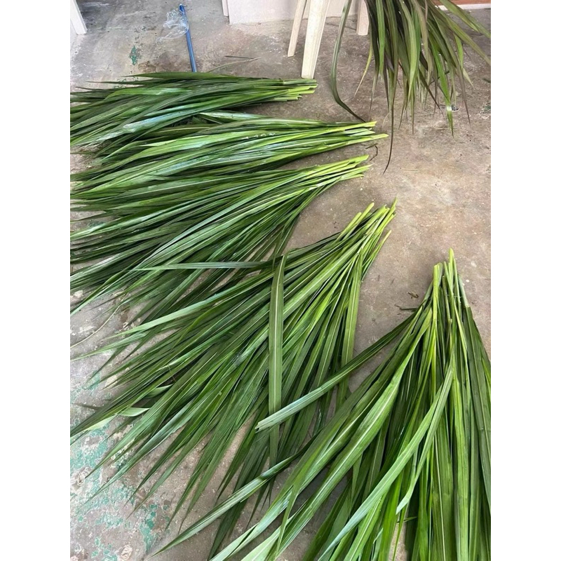 💯Fresh Napier Daun Napier💯 | Shopee Malaysia