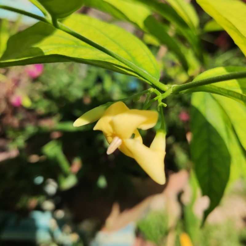 pokok jeliti bunga kuning, peach, merah, putih pokok hidup | Shopee ...