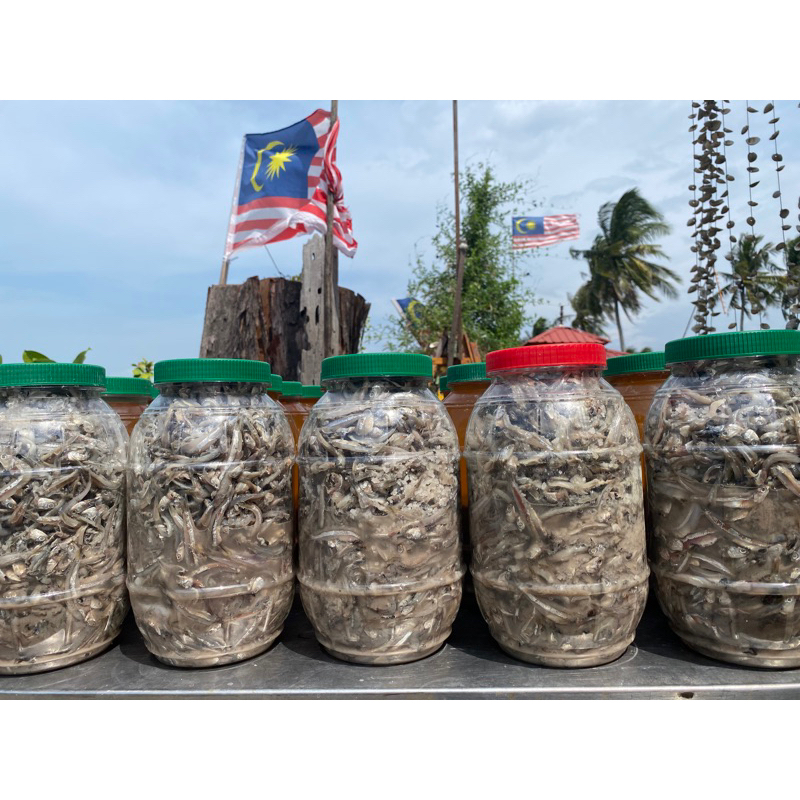 Budu tempayan asli Pantai Geting (tanpa air) | Shopee Malaysia