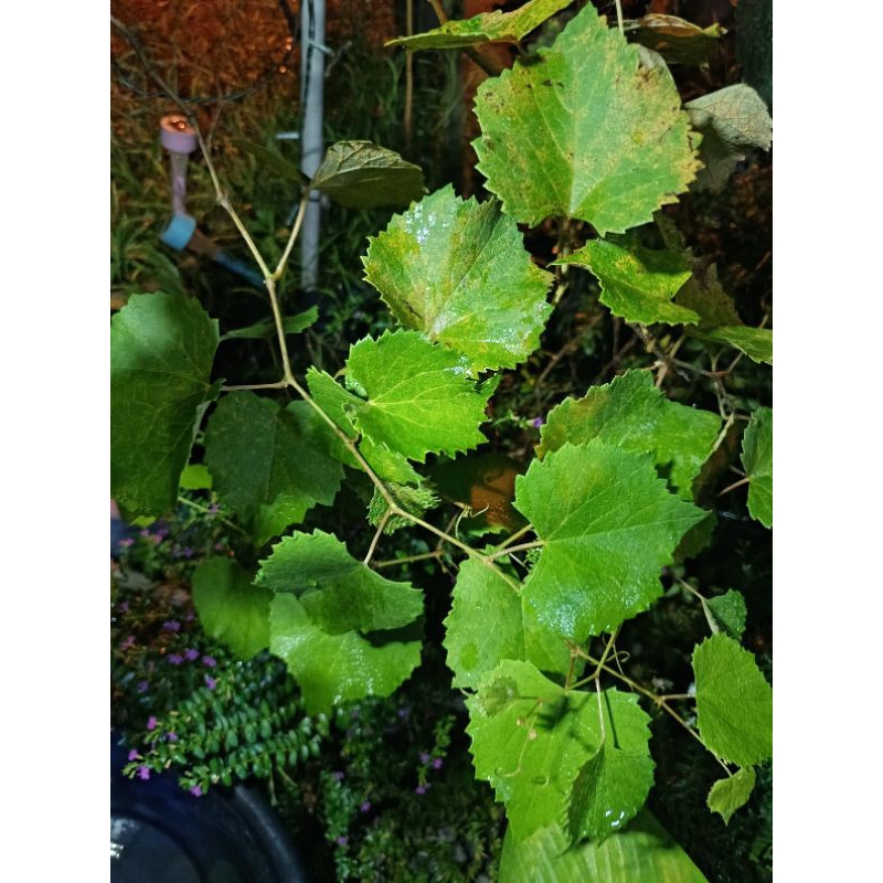 KERATAN ANGUR ISABELLA / ANGUR ISABELLA / ANGUR / KERATAN ANGUR / POKOK ...