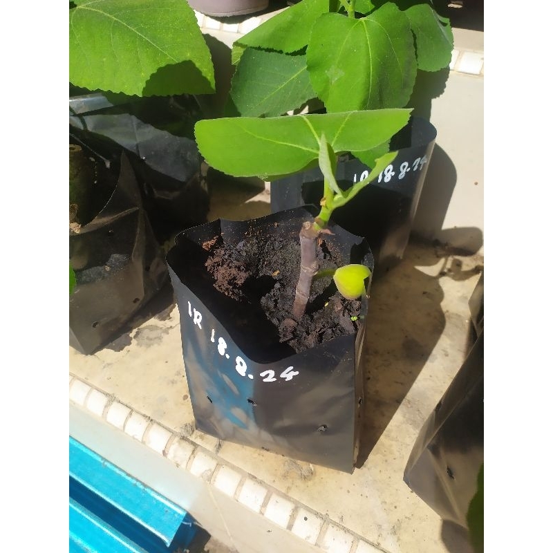 ANAK POKOK - Tin Iraqi (Iraq) | Shopee Malaysia