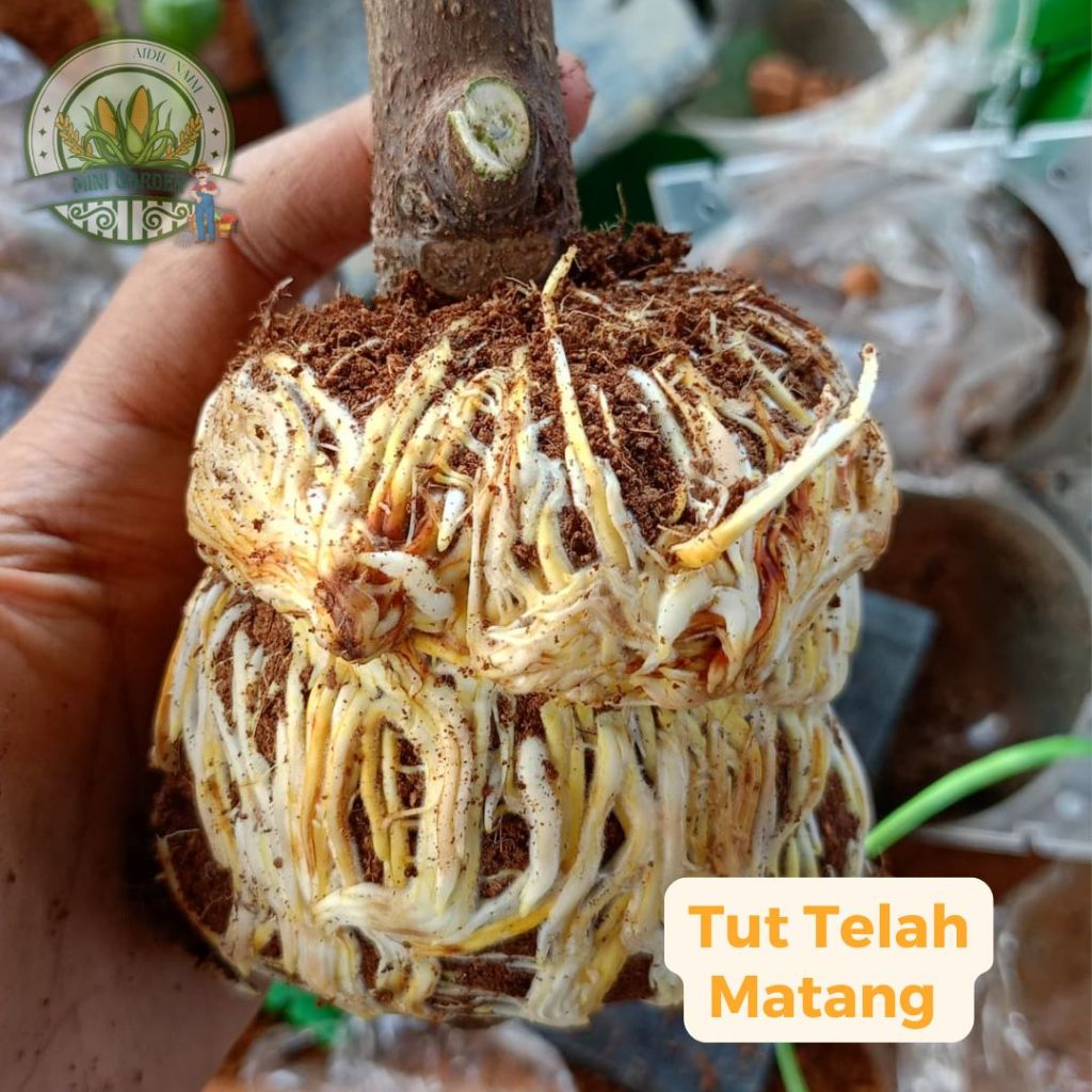 (Mudah Hidup) Keratan Tut Pokok Tin Iraqi Cutting Fig Ficus carica 無花果 ...