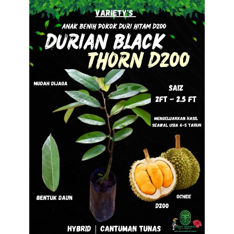 High Quality SEEDLINGS | Anak Benih Pokok Durian Berkualiti |Klon •D200•Ochee•Black Thorn•Duri ...
