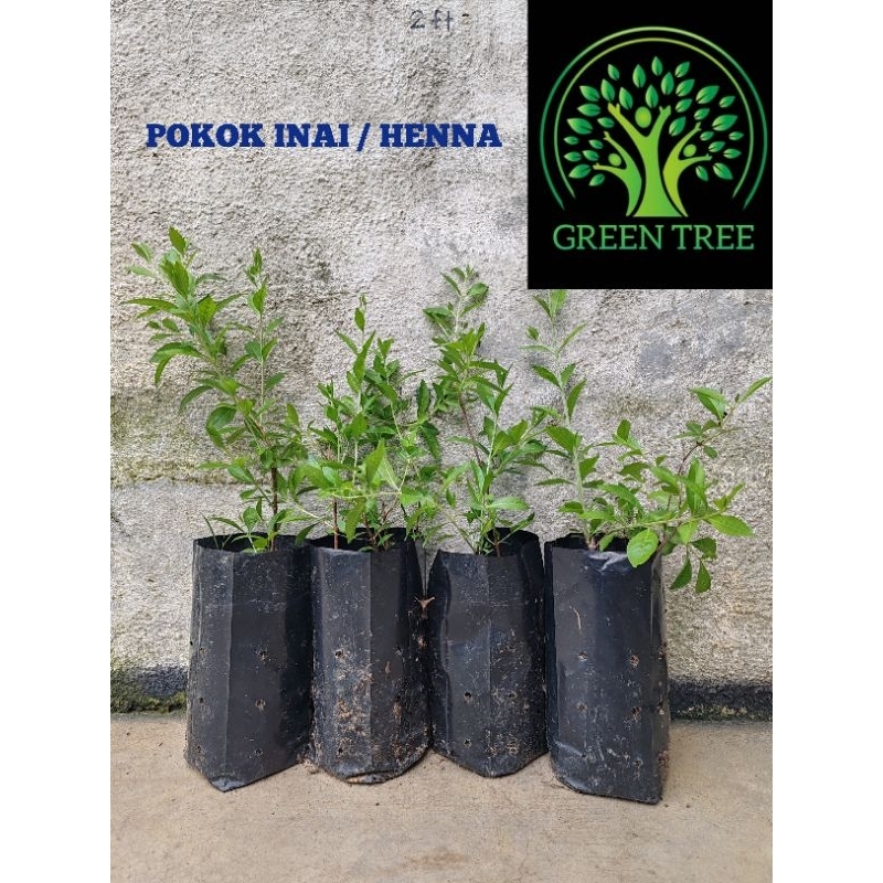Anak Pokok Inai / Maruthani / Henna / Mehandi plant (Live Plant ...