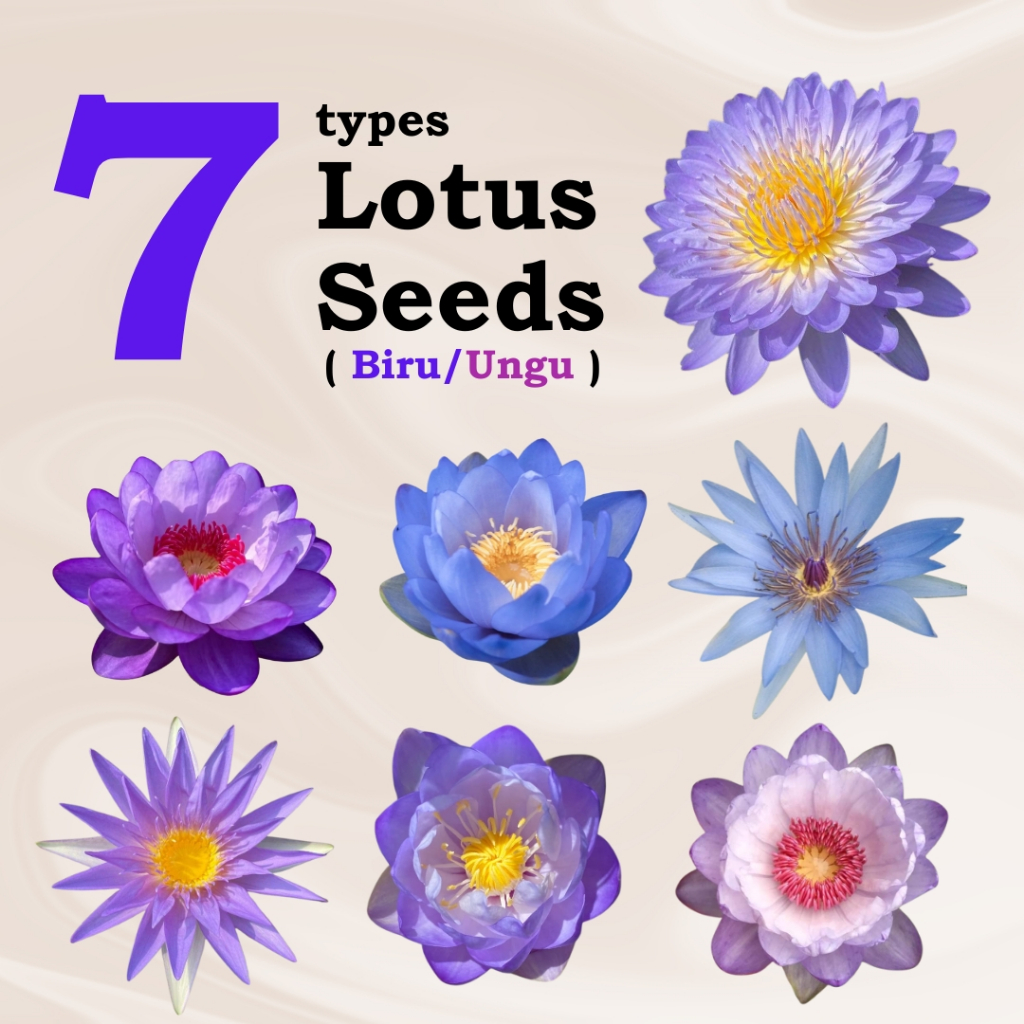 Blue Lotus Seed 7 Types Bowl Lotus Seeds Biji Benih Teratai Biru Bunga ...
