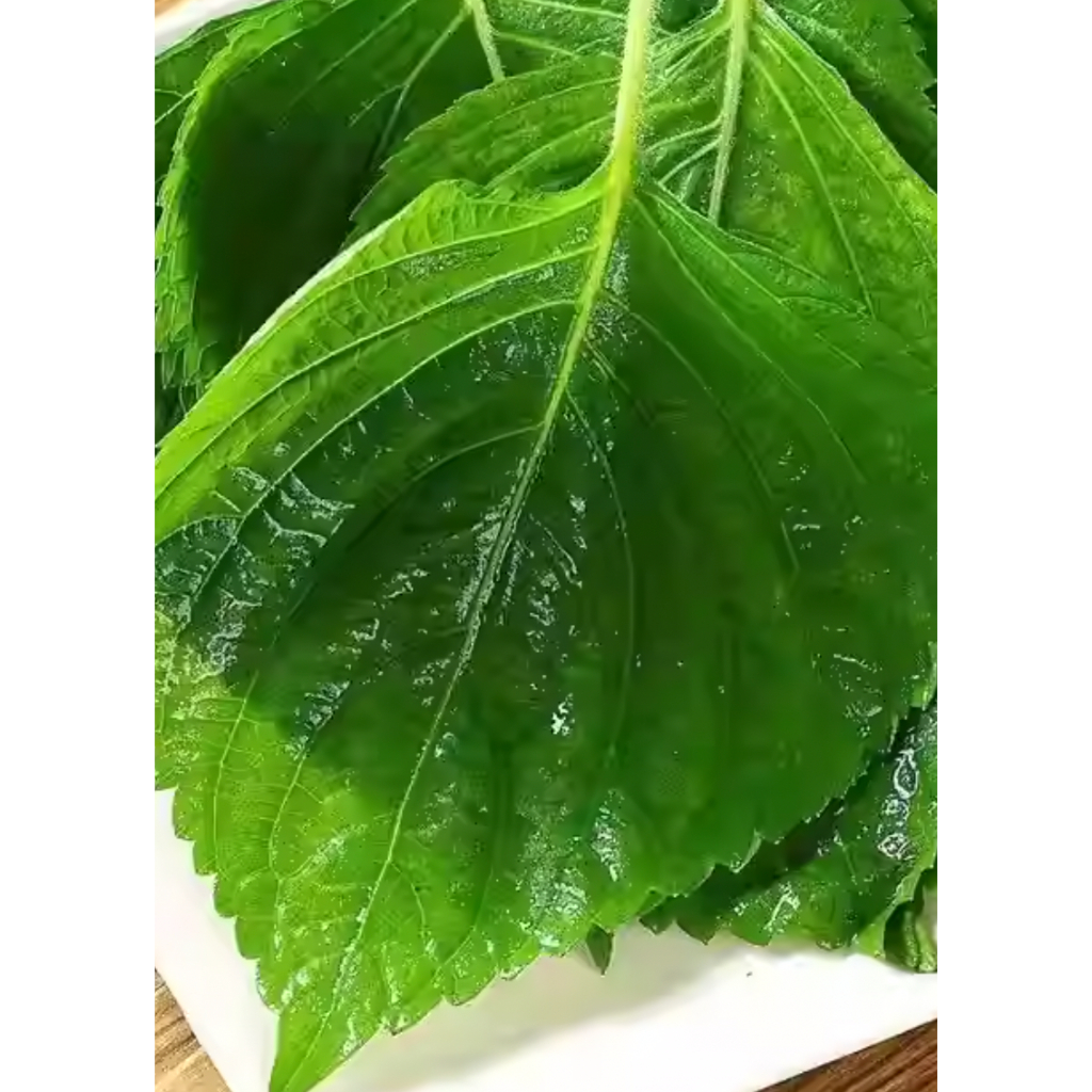 Biji Benih Perilla Korea Korean Shiso Seeds (Perilla) | Premium Korean ...