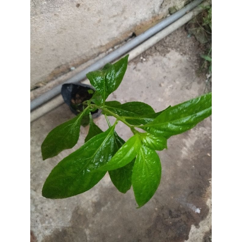 anak pokok hempedu bumi dalam polibag saiz s | Shopee Malaysia