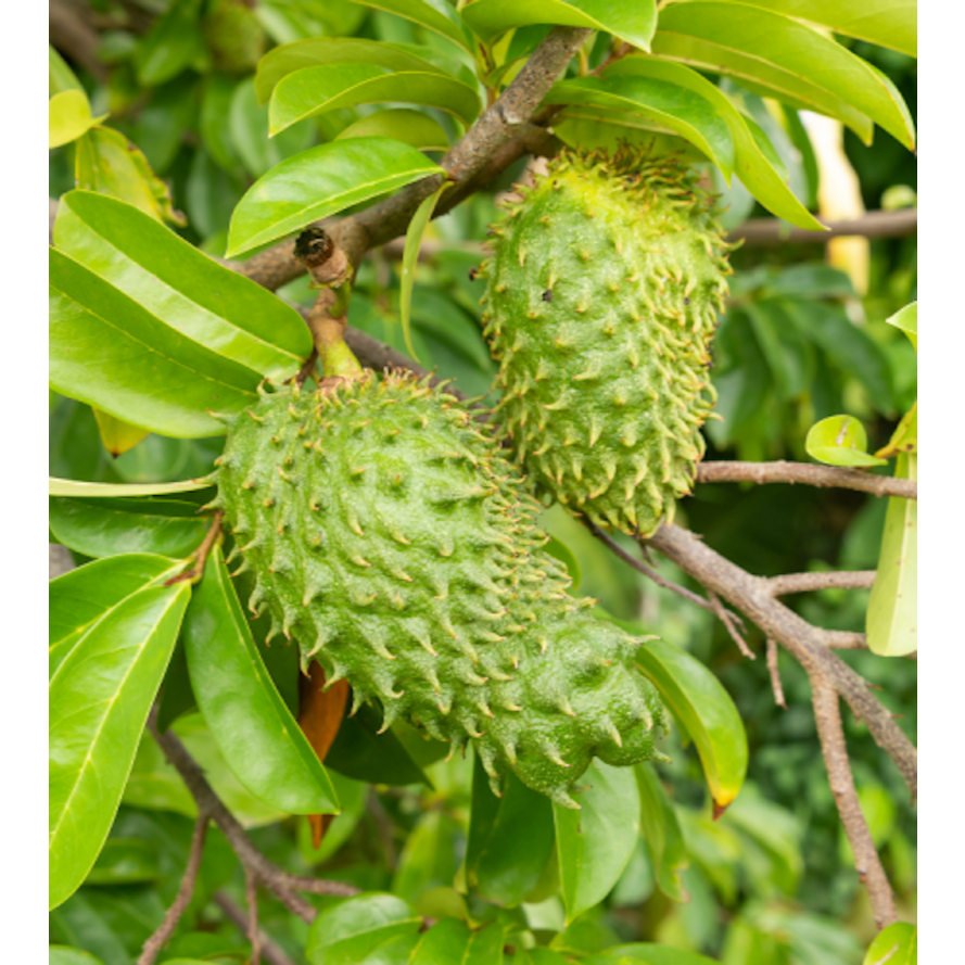 Pokok Durian Belanda aka Soursop Pokok Besar | Shopee Malaysia