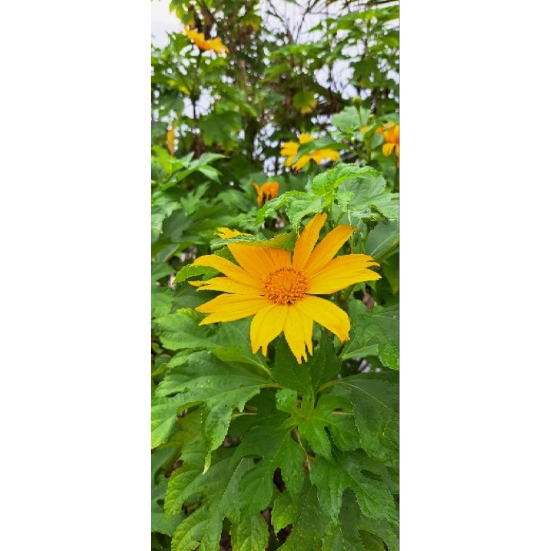 Daun Insulin & Keratan batang (Pokok Insulin/Paitan)Tithonia ...