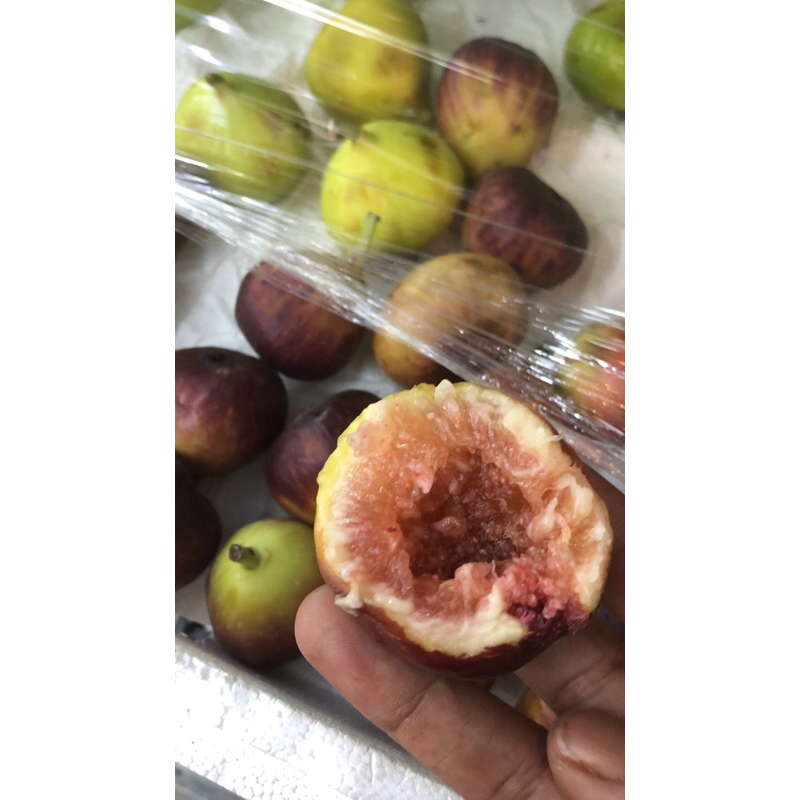 Fresh Figs from Turkey 1kg 2kg 3kg 5kg | Shopee Malaysia