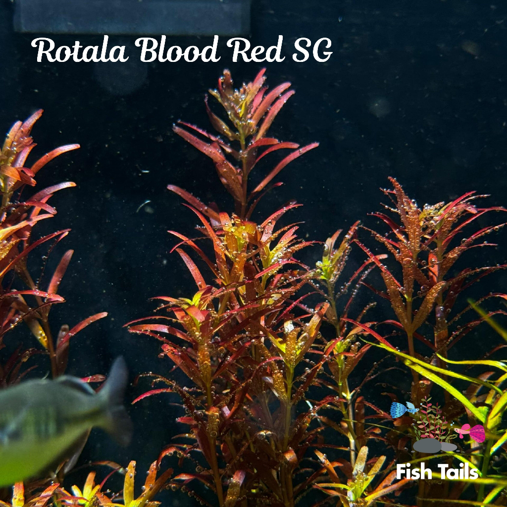 [LOCAL SELLER] Fully Submerged ROTALA BLOOD RED SG (Aquascape/Aquarium ...