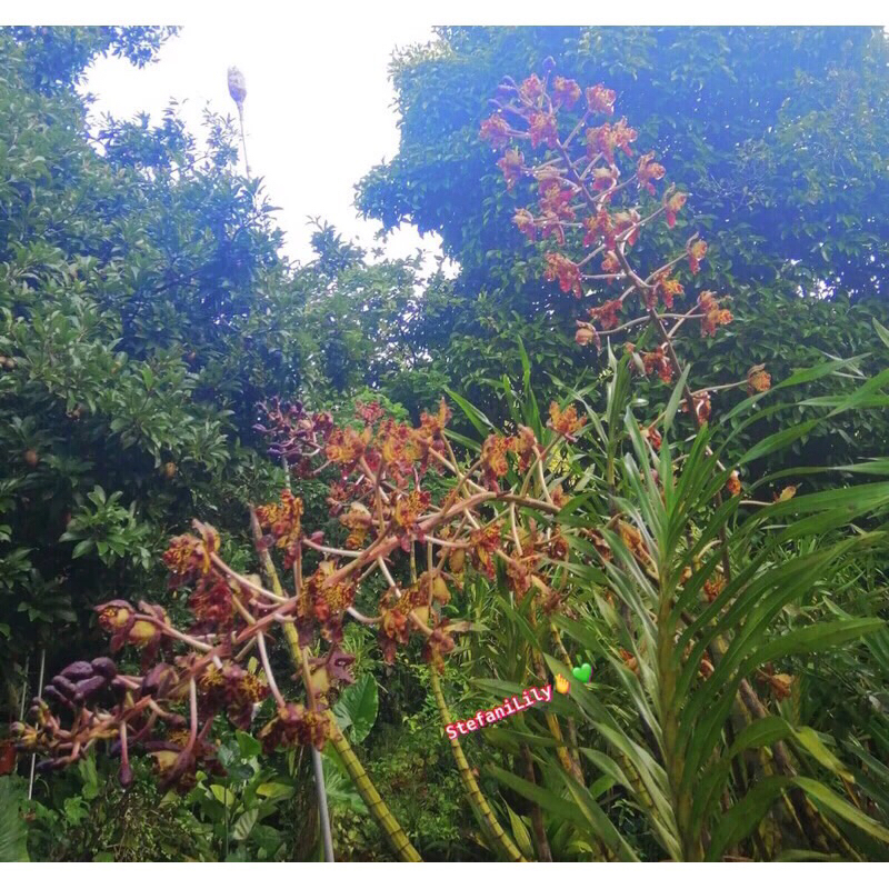 Orkid Grammatophyllum Speciosum (orkid harimau) | Shopee Malaysia