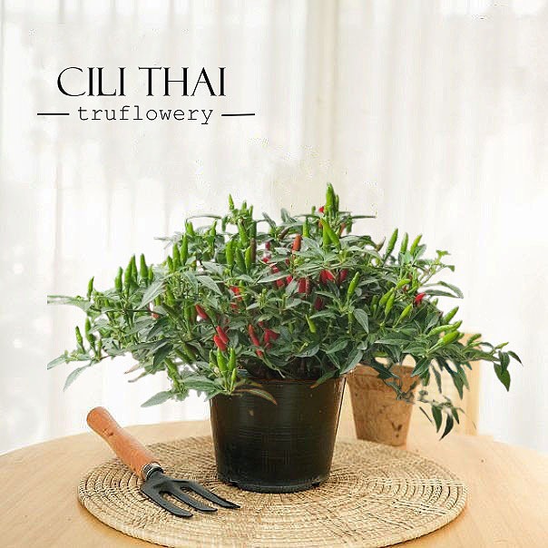 Chili Plant Hot/ Pokok Cili Api 辣椒树 Live Plant Vegetable Sayur Cili ...