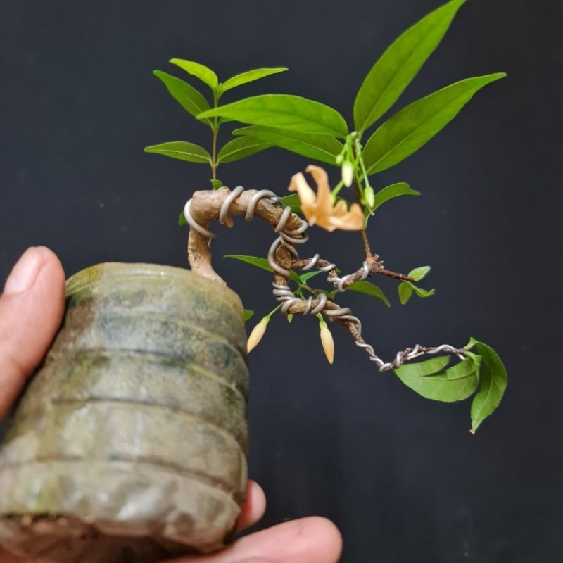 bonsai jeliti kuning 水梅 for beginner | Shopee Malaysia