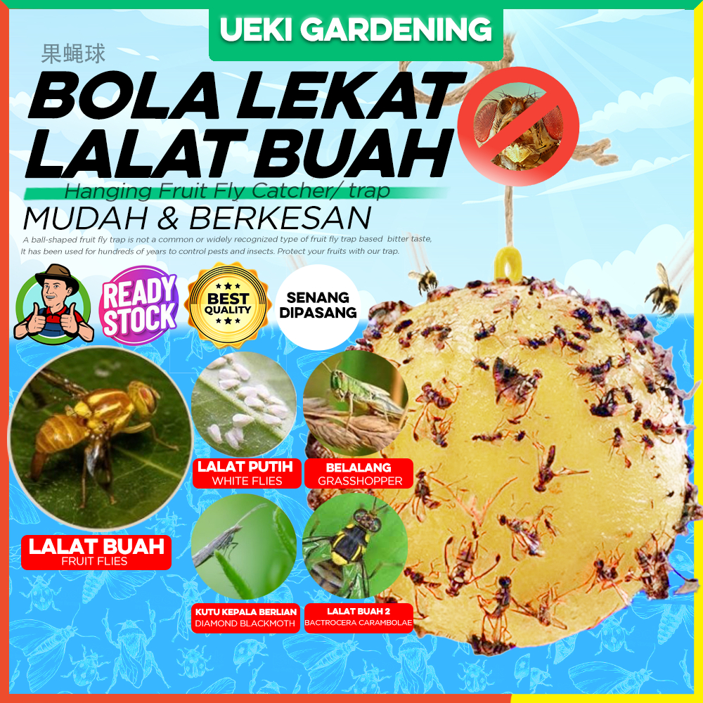 BOLA IKAT PELEKAT Serangga LALAT BUAH Tanaman Pokok Imidacloprid ...