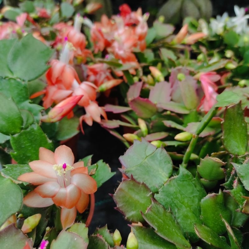 Schlumbergera@Bakawali Ketam in medium Pot Murah. | Shopee Malaysia
