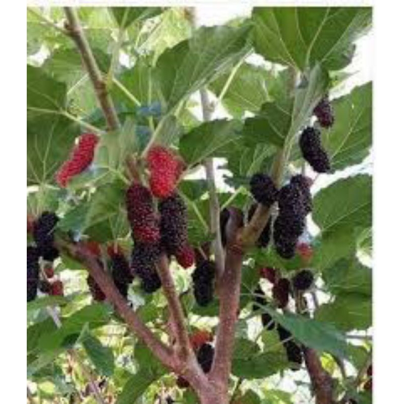 ANAK POKOK MULBERRY BUAH BESAR | KERATAN BATANG MULBERRY | Shopee Malaysia