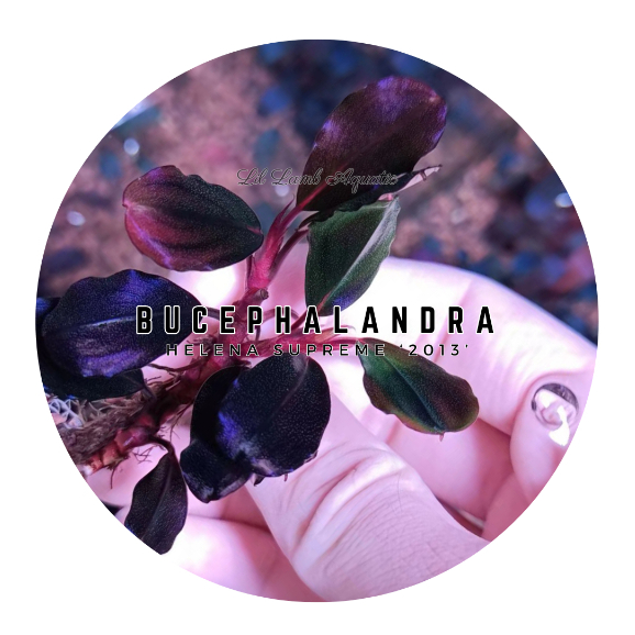 [Aquatic Plant] Bucephalandra Helena Supreme 2013 Dark Metallic ...
