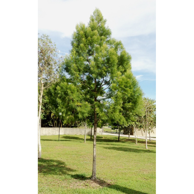 Casuarina Nobilis Gymnostoma real live outdoor plant 木麻黄 anak pokok ...