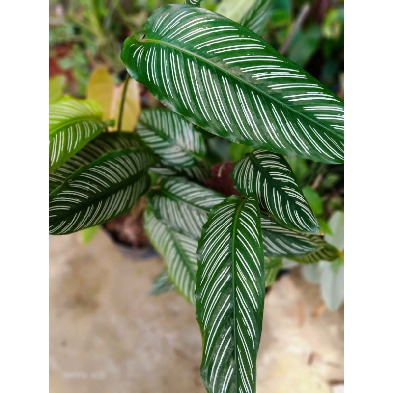 Calathea Indoor Plant ( Tinggi Hampir 2 kaki) Live Plant | Shopee Malaysia