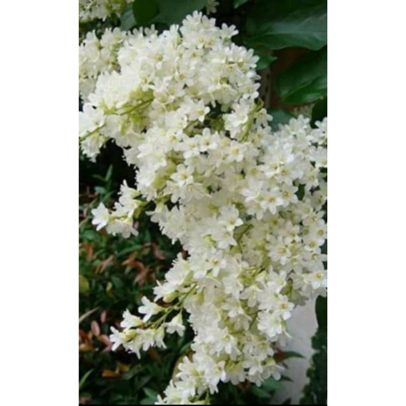 Pokok Porana Bunga Putih (Pokok Menjalar) | Shopee Malaysia