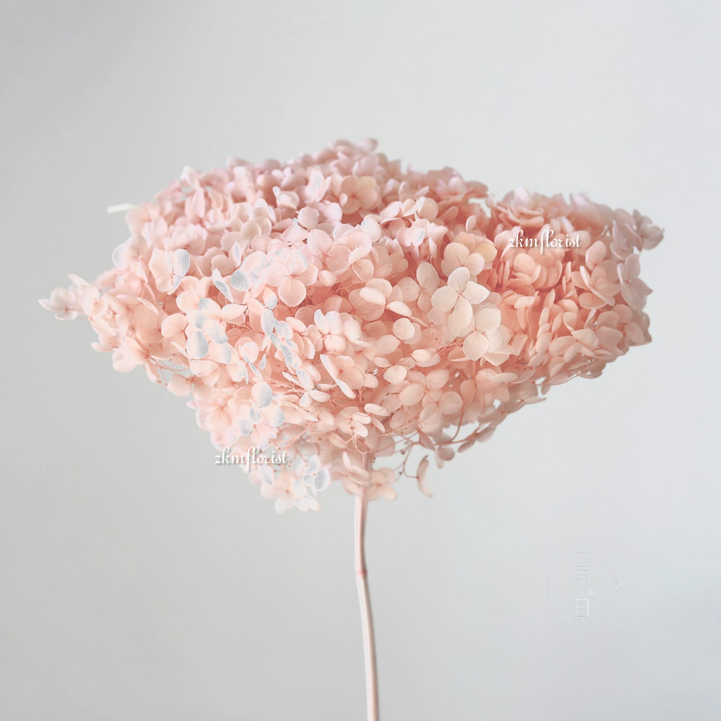 PRESERVED HYDRANGEA flower real natural DIY Surprise Gift decor Bunga ...