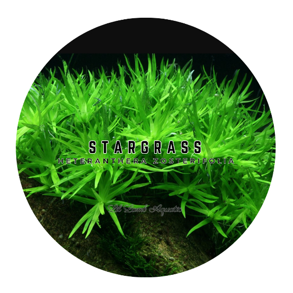 [Aquatic Plant] Heteranthera Zosterifolia Stargrass Green Stem Plants ...