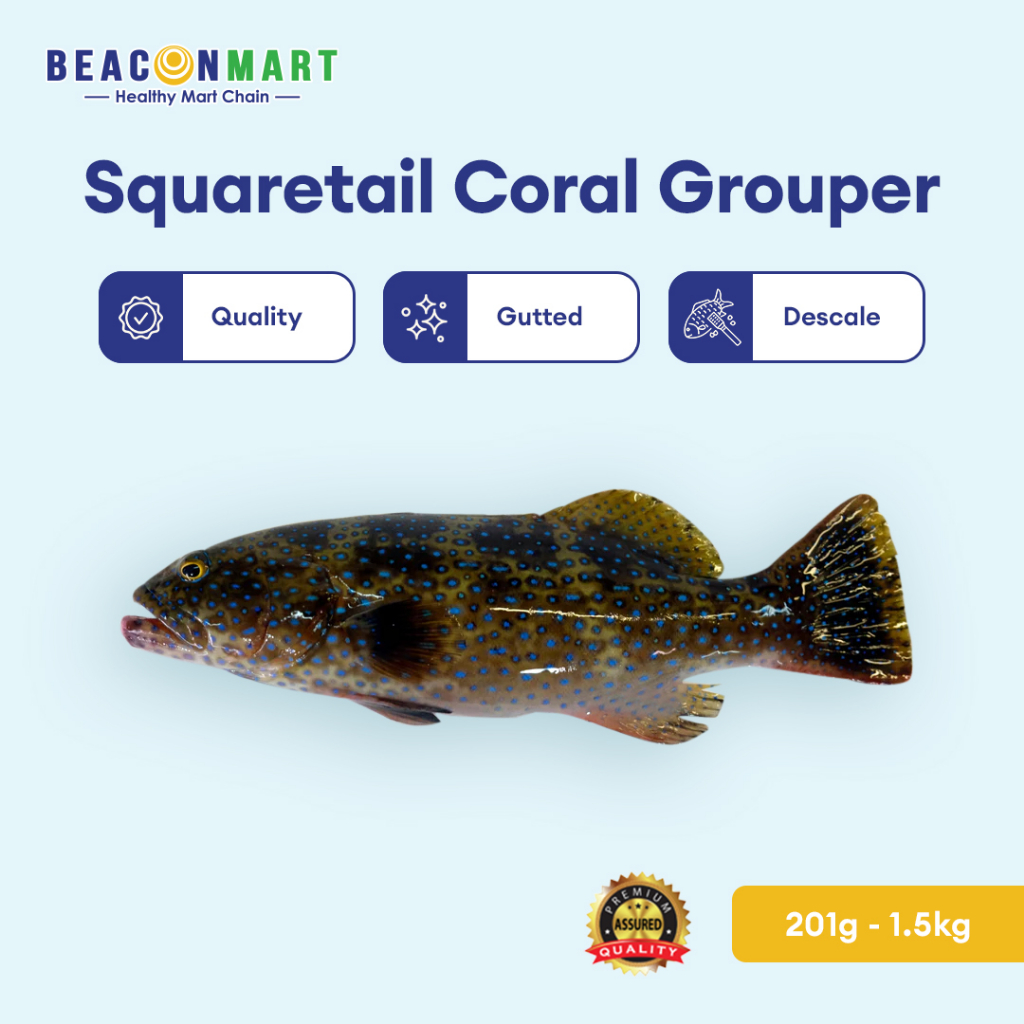 [Beacon Mart] Whole Fish Squaretail Coral Grouper | Sabah Wild Caught | Gutted | Ikan Kerapu ...