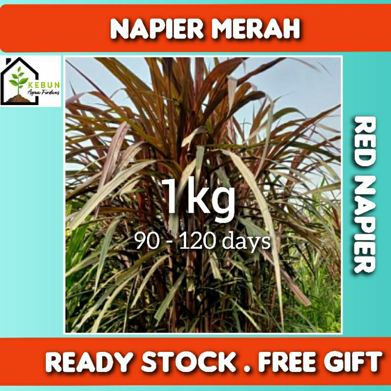 Keratan Rumput Napier India 1 kg | Shopee Malaysia