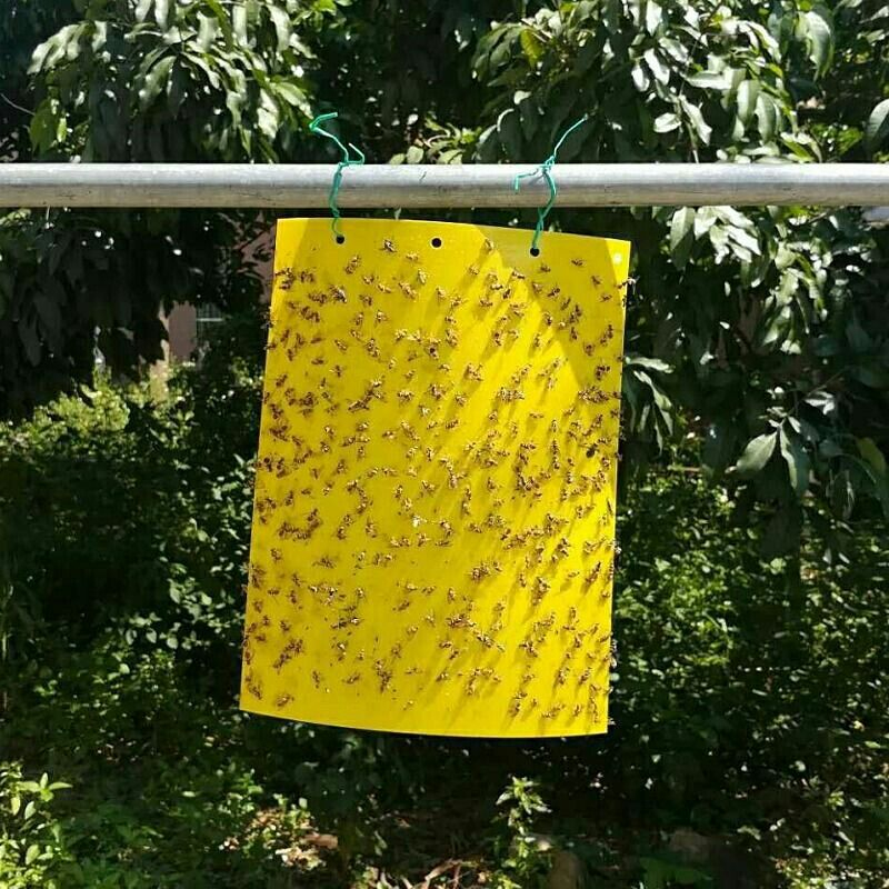 Pelekat Serangga Sides Yellow Sticky Trap Flies Trap makhluk perosak ...