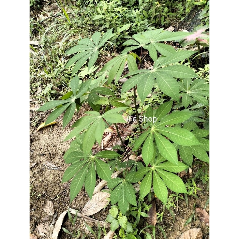 Keratan batang pokok ubi kayu kampung(6 keratan) | Shopee Malaysia