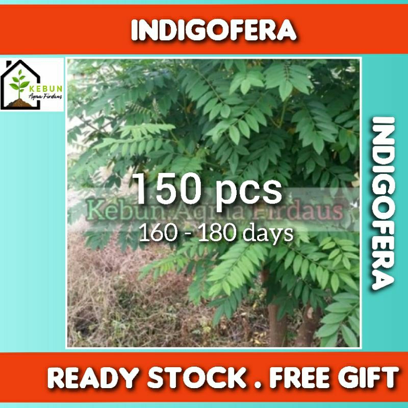 Biji Benih Pokok Indigofera Zollingeriana seeds 150 biji | Shopee Malaysia