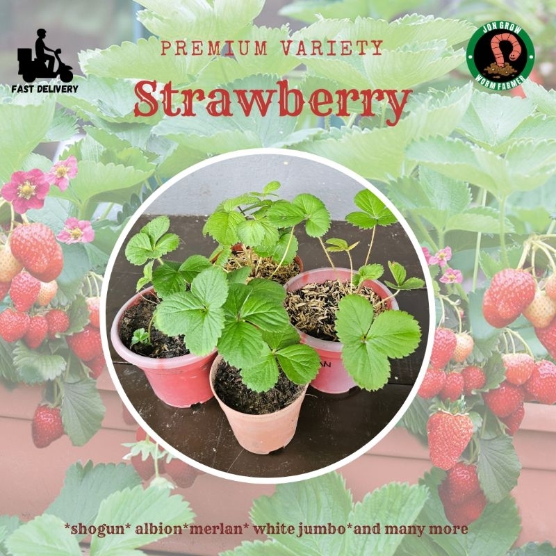 Pelbagai variety pokok strawberry MENCIR, MERLAN, MANDALAWANGI, JUMBO ...