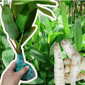 Sagu Bemban | Fresh (Anak Pokok) Ubi Bemban | Ubi Garut | Herba Kampung ...
