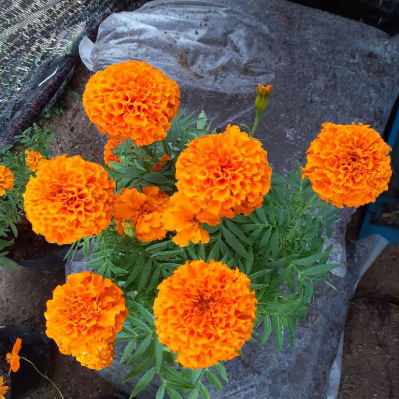 Anak Pokok Marigold Oren orange marigold plant | Shopee Malaysia