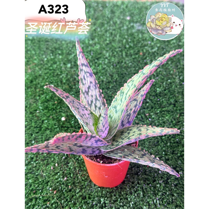 Succulent plant 多肉植物A323 | Shopee Malaysia
