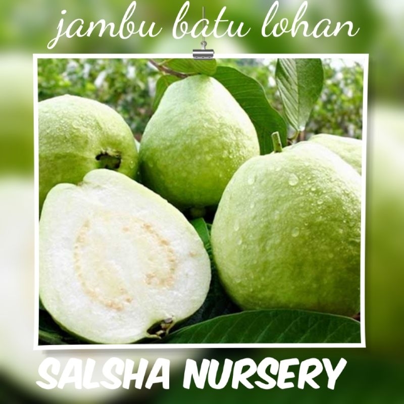 💥🔥 Pokok Jambu Lohan Hybrid cepat berbuah | Shopee Malaysia