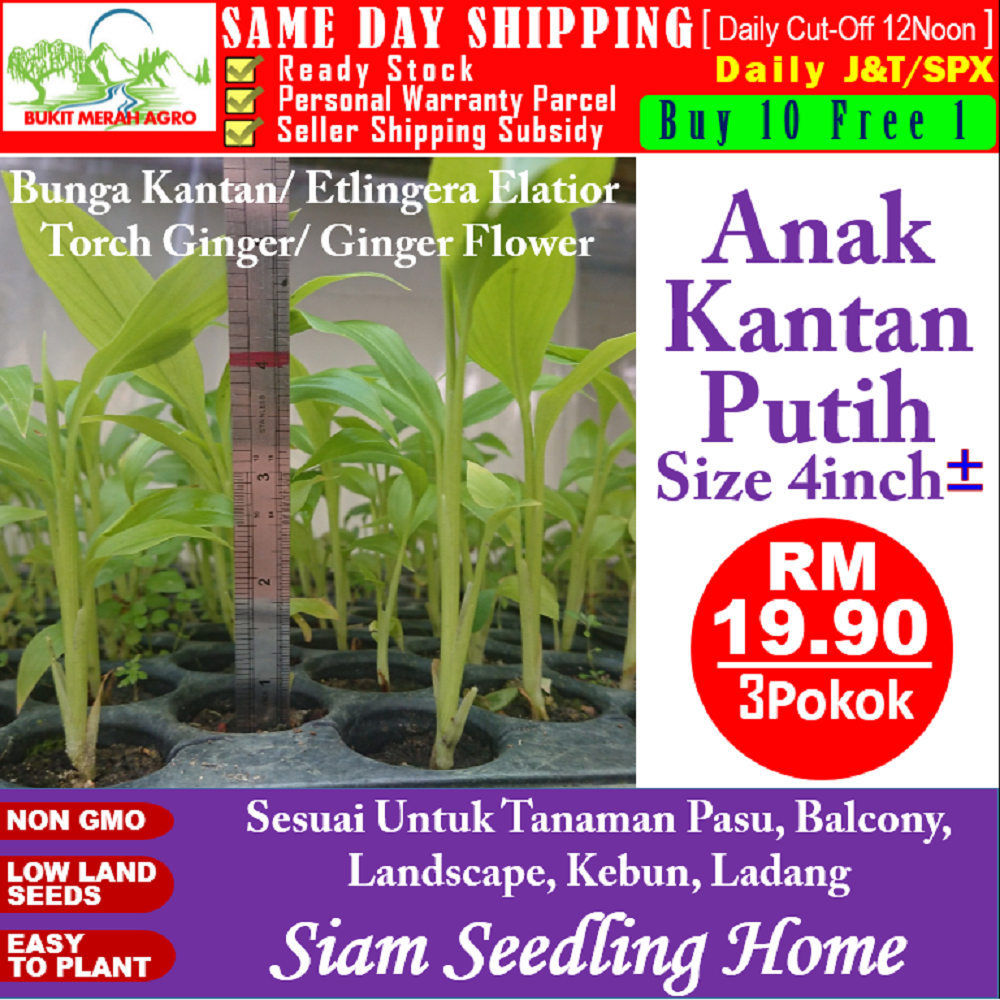 Anak Pokok Bunga Kantan Putih Size 4inch Etlingera Elatior Torch Ginger ...