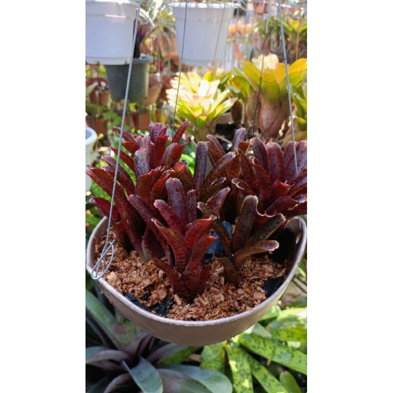 Bromeliad Neoregelia Punctatissima Rubra(miniature)1 pc @Rm25 | Shopee ...