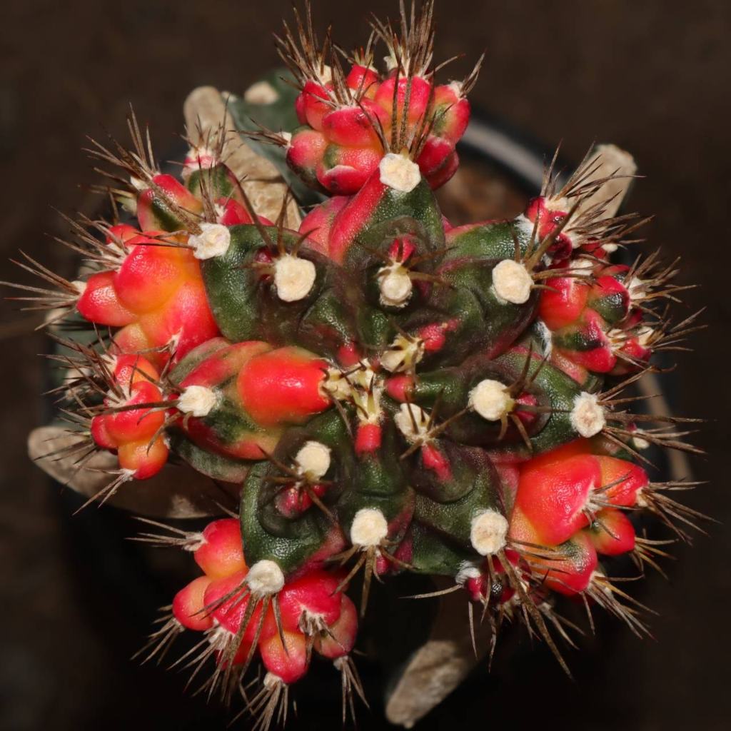 CACTUS GYMNOCALYCIUM ID MAGMA (OFFSETS WITH SHORT ROOTS) | Shopee Malaysia