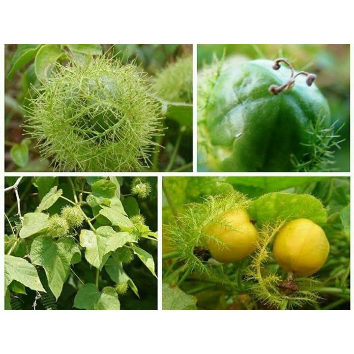 Pokok Letup-Letup | (2 pokok) Markisa Hutan | Passiflora foetida ...