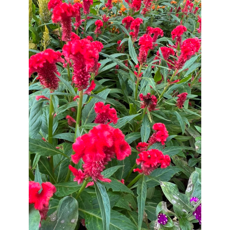 Balung Ayam Pokok berbunga Merah | Shopee Malaysia