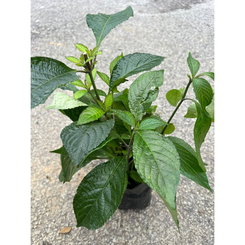 Pecah Beling Pokok Ubat Traditional | Shopee Malaysia