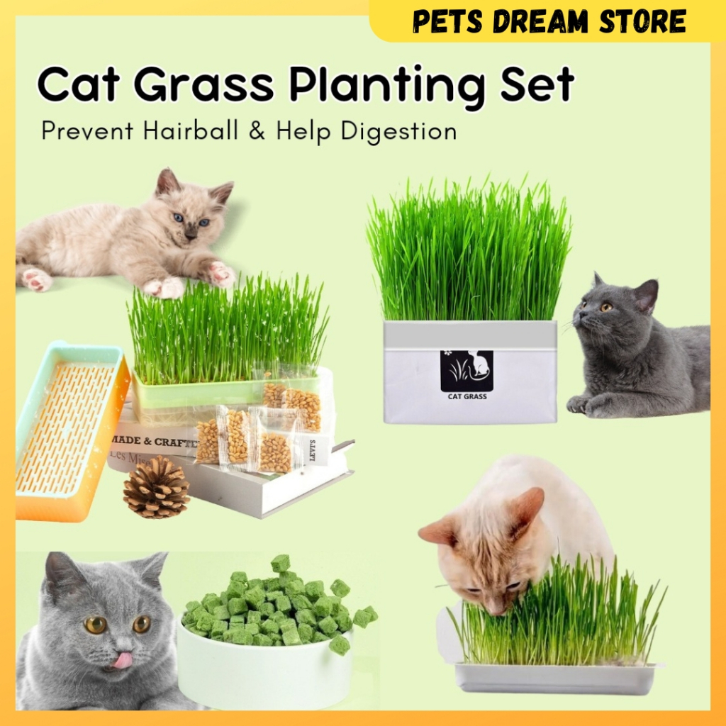 Cat Grass Set Cat treats rumput kucing biji benih cat grass catnip ...
