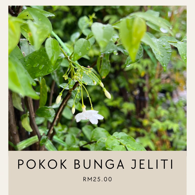 pokok bunga jeliti water jasmine pokok 1 meter | Shopee Malaysia